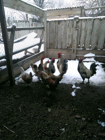 Декоративные курочки. Бентамка