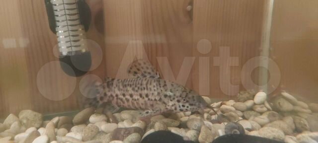 Отдам Сом таракатум взрослый