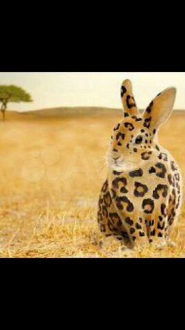 Козы и козлята