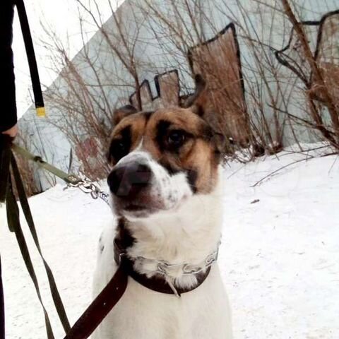 Отдам собаку