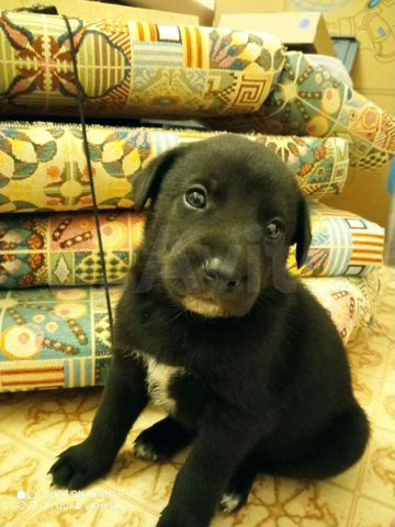 Герда в дар