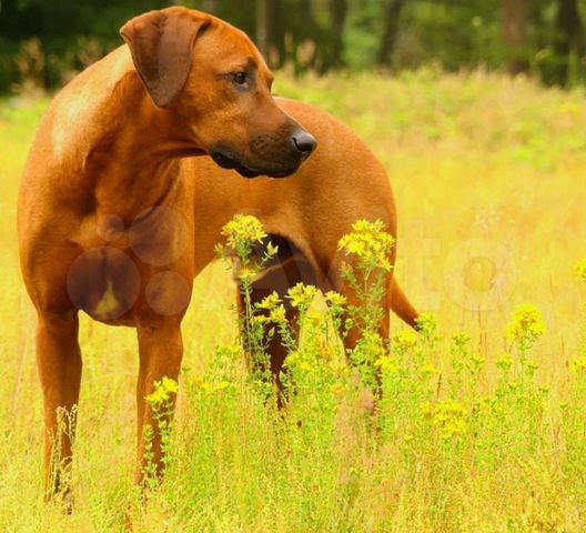 Риджбек вязка