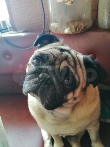 Мальчик Мопс ищет Девочку