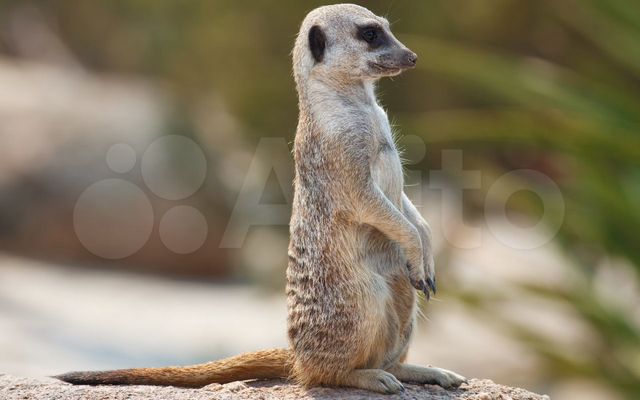 Продам суриката. самочка, 4,5 месяца