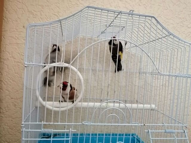 Щегол Крупный