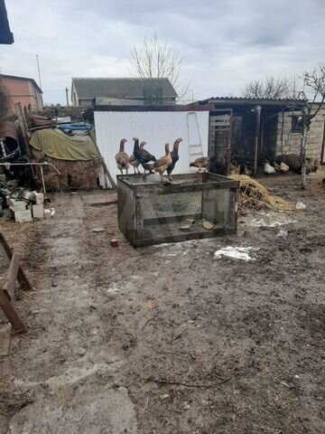 Бойцовые петухи и куры