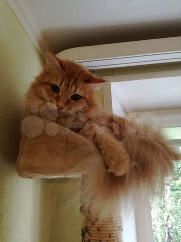 Котик Никита