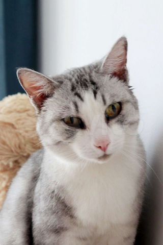 Отдам молодого котика