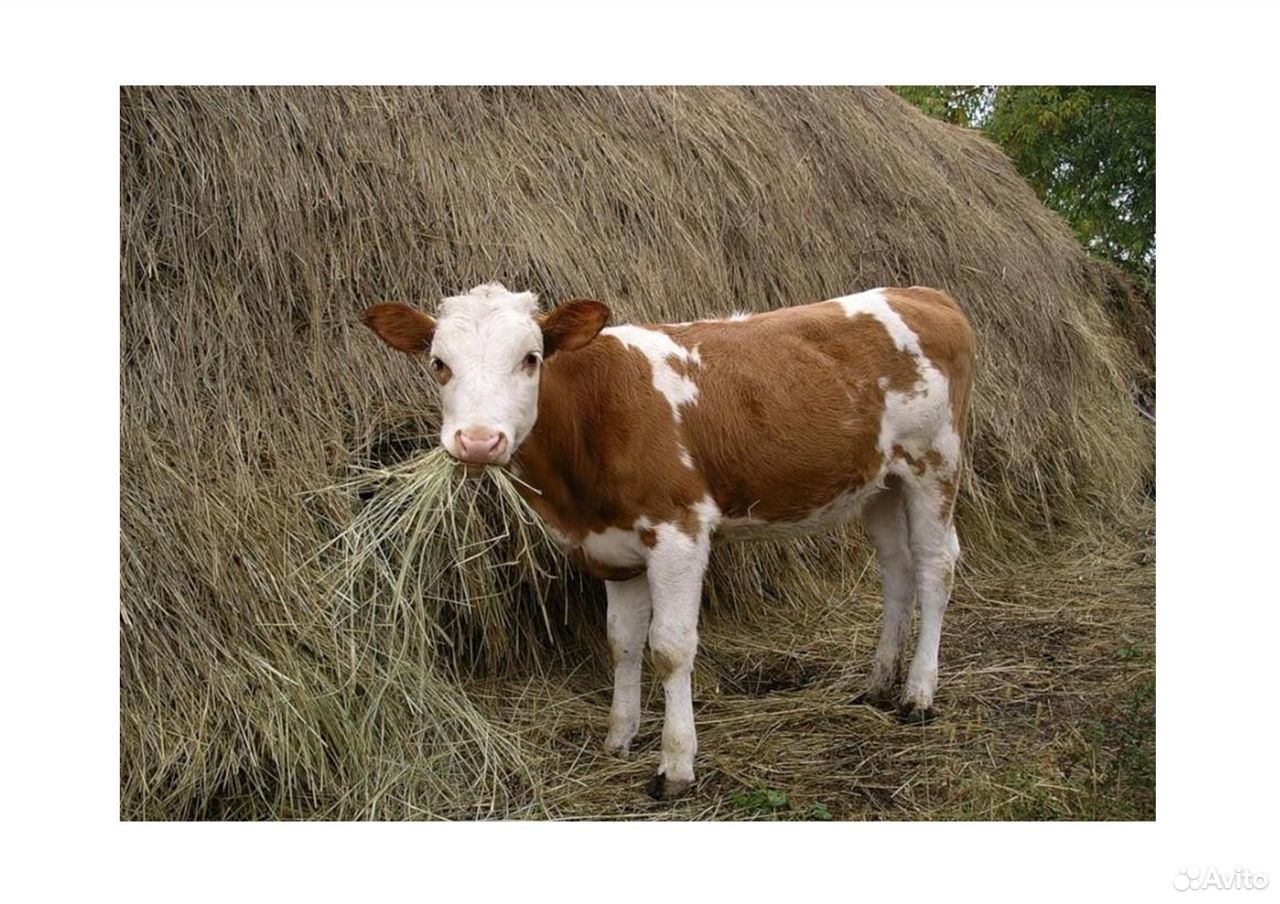 Продам телят,от 2 месяцев