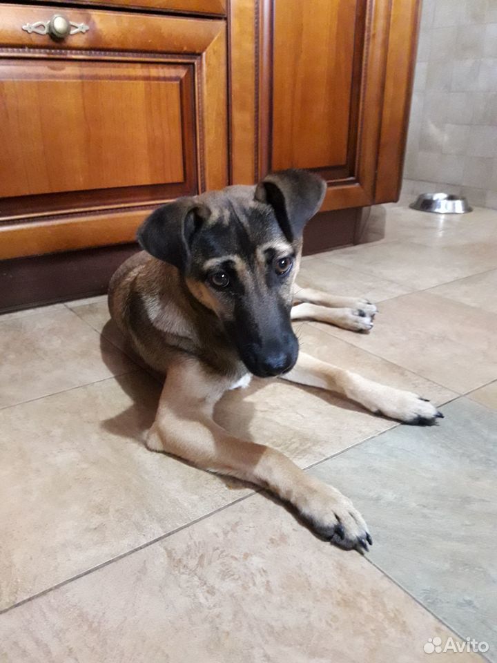 Собака ищет доброго хозяина