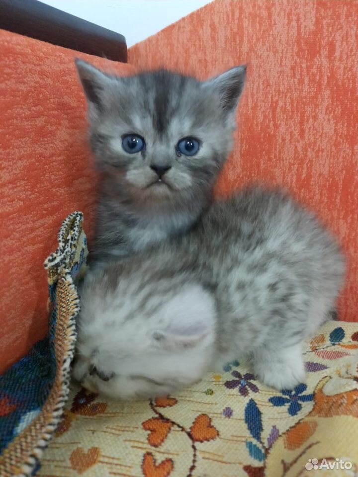 Британский котики