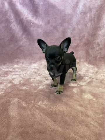 Собака порода той-терьер