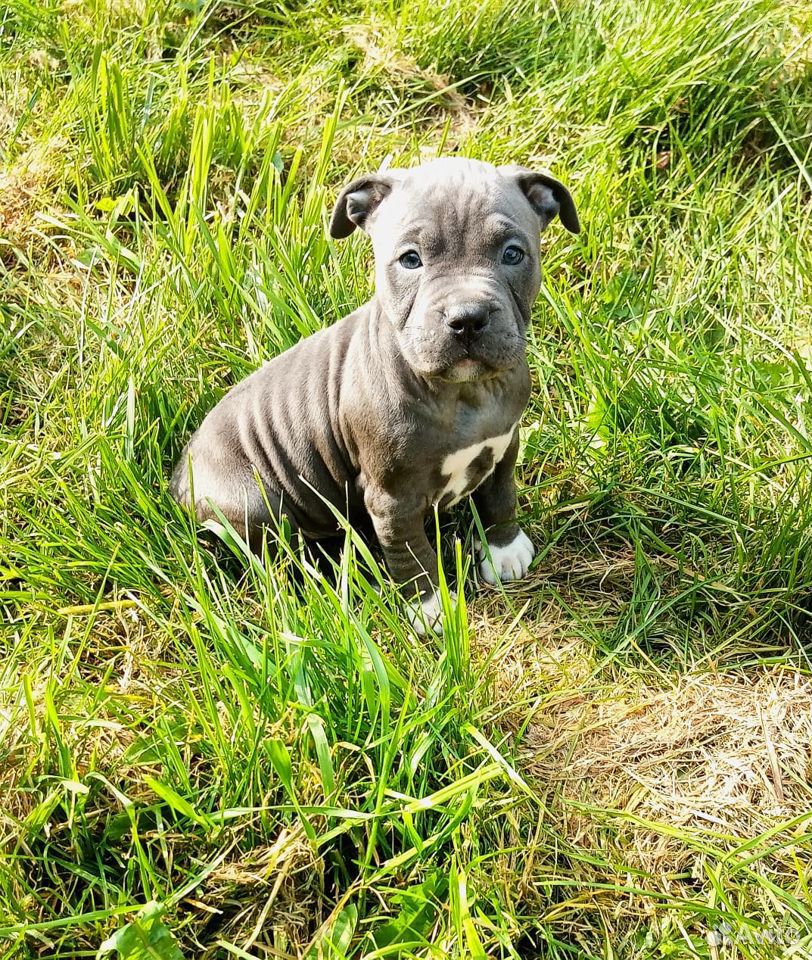 Американский булли