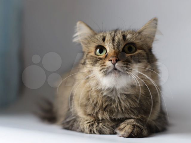 Моника - ласковая пушистая сибирская кошка