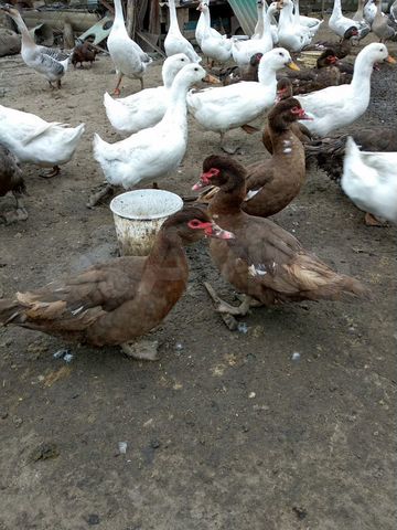 Домашняя птица