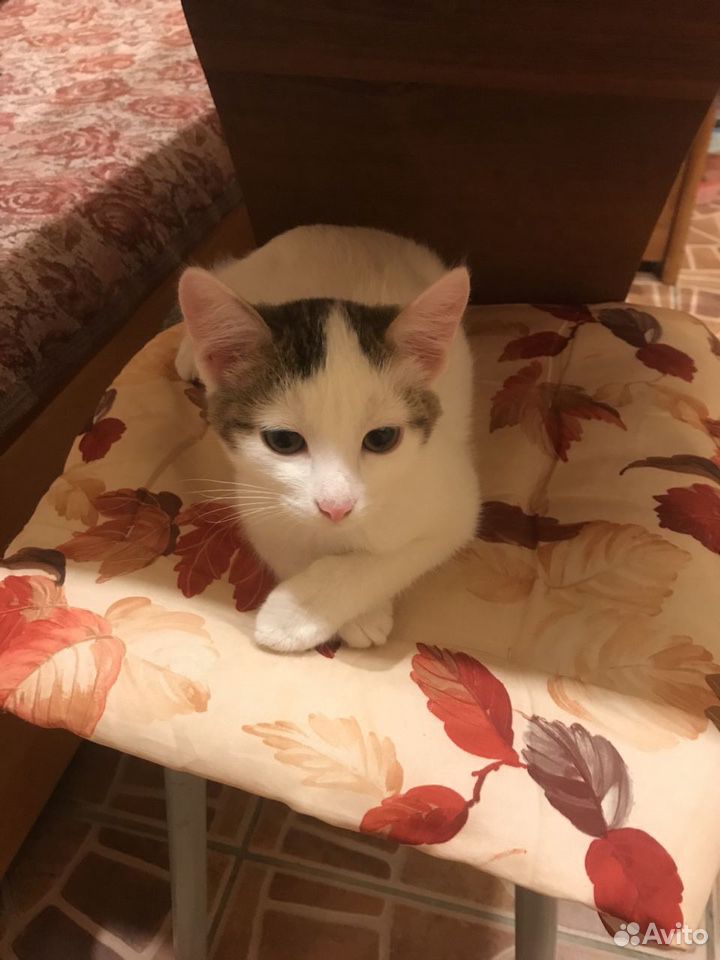Самый милый котик