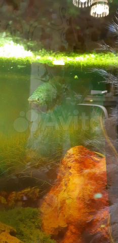 Гурами белый, голубой