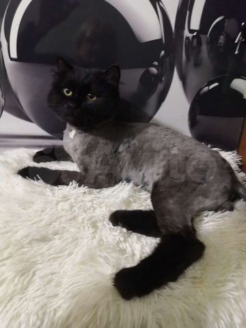 Кот в добрые руки