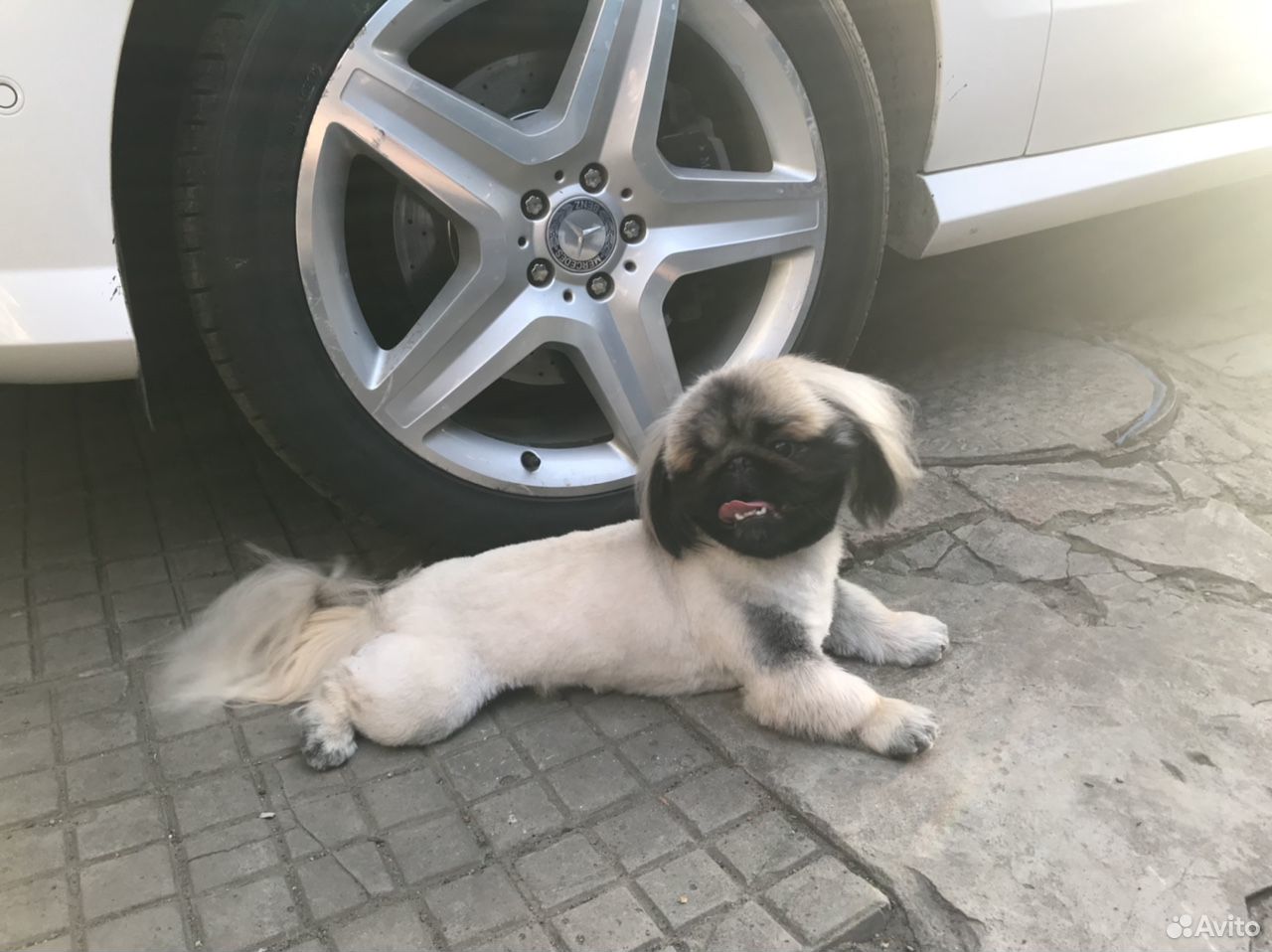 Вязка пекинес