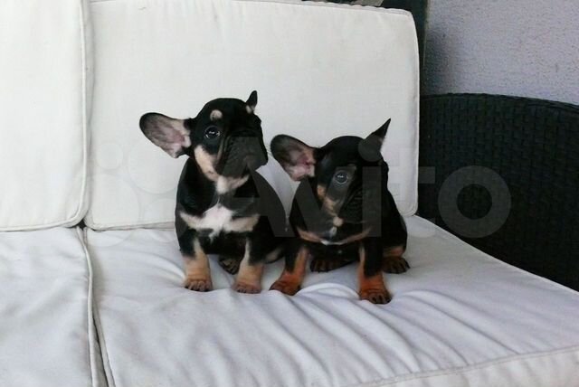 Девочки Француженки редкого окраса