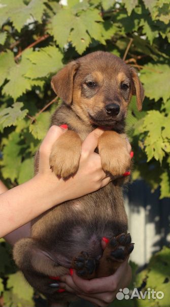 Рыжий щенок-мальчик