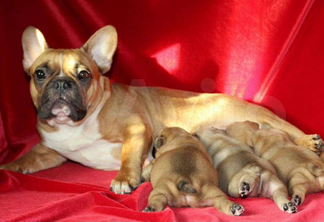 Красные французики бронирование