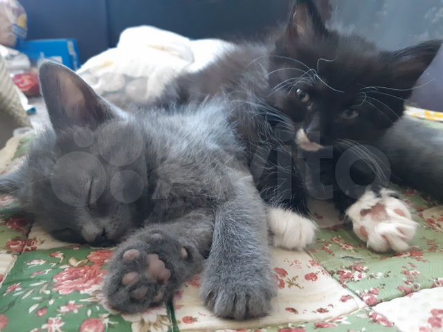 Котята в надежные руки