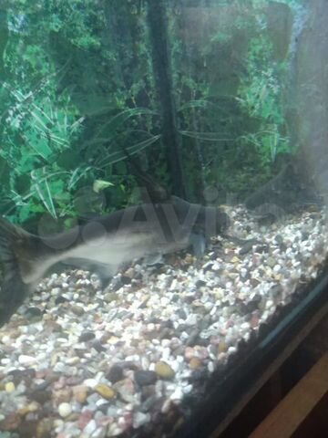 Аквариумная рыбка сомовая акула