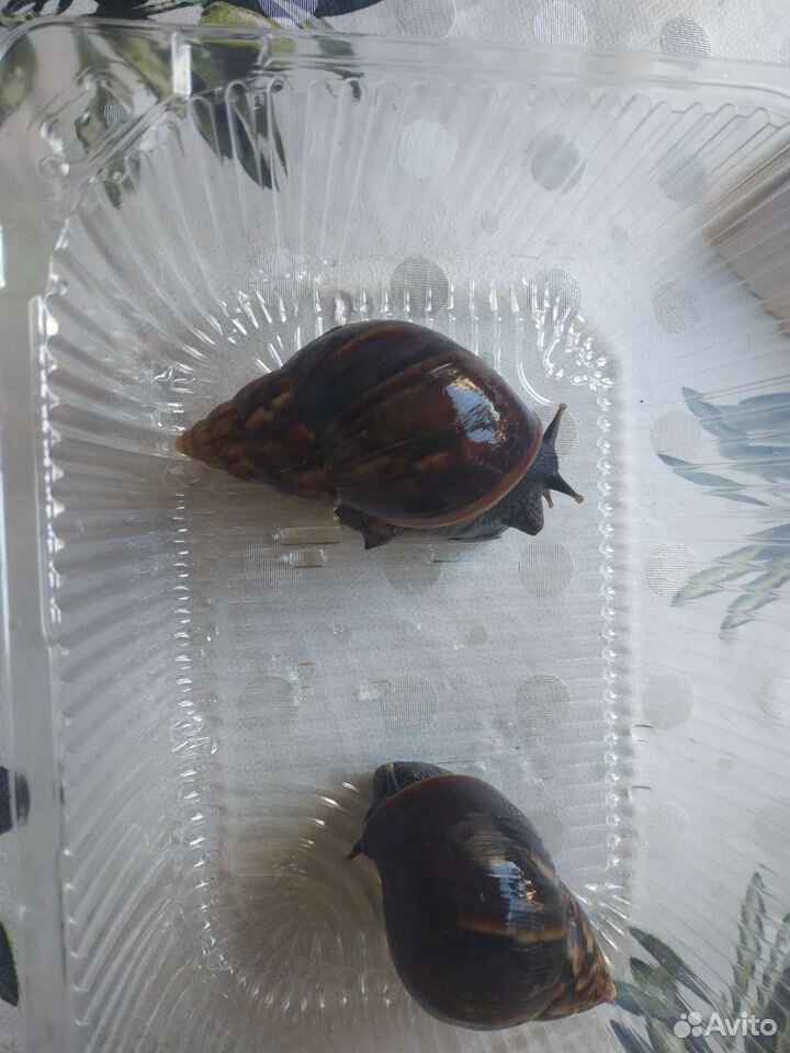 Улитка Ахатина