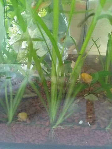 Аквариумные растения (прополка), улитки