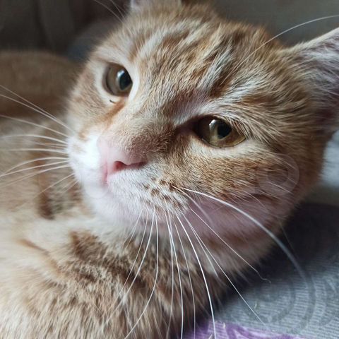 Кошка Василиса