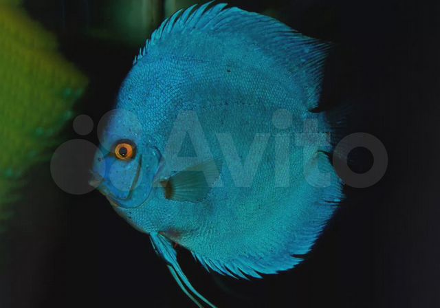 Дискус голубой брилиант