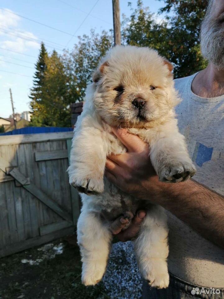 Щенки Чау с РКФ