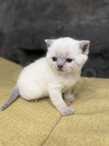 Шотландские котята