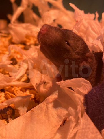 Крысята дамбо рекс скоро будут готовы к переезду