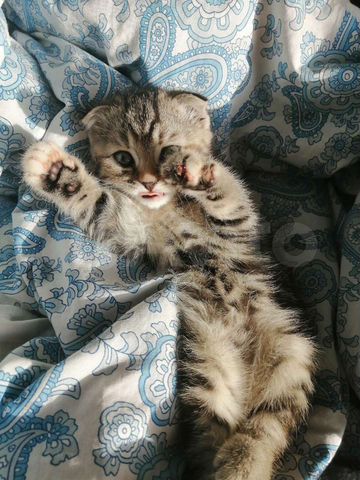 Шотландская