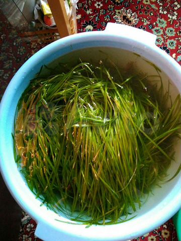 Живая трава для аквариума