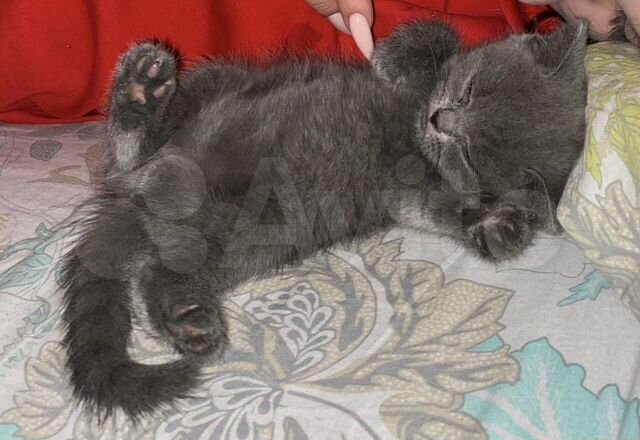 Британец малыш