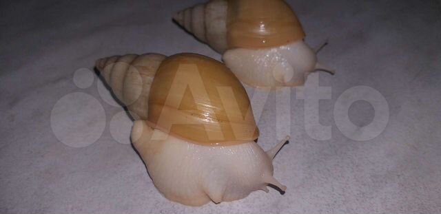Улитки фулико родация альбино боди