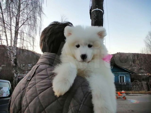 Самоедская лайка