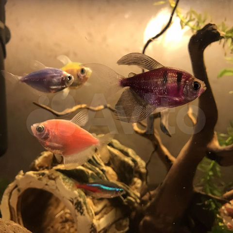 Теренция гло взрослые рыбки