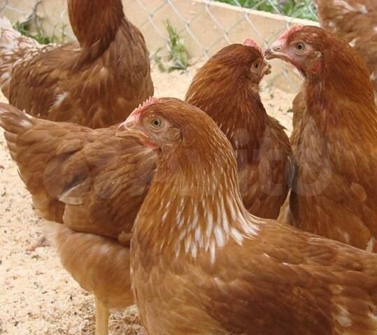 Куры молодки оптом