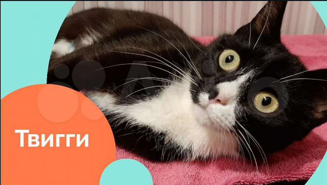 Твигги, ласковая, забавная кошечка, возраст до 1 г