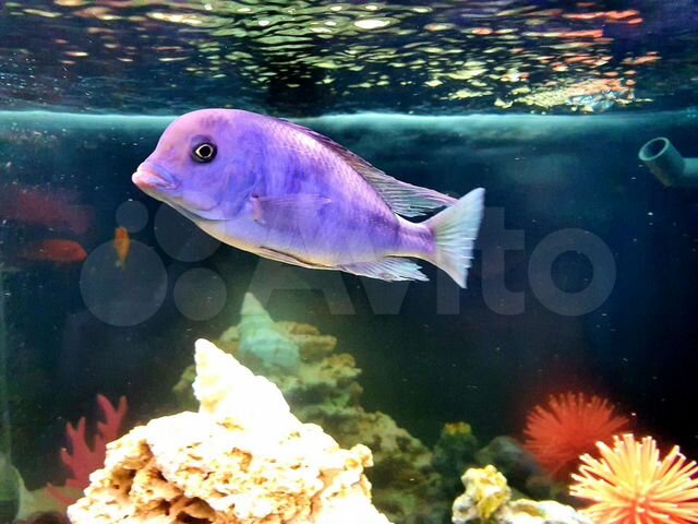 Цихлида дельфин