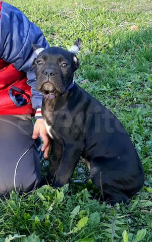 Чёрная девочка очень красивая