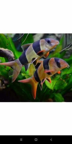 Боций клоуны 2шт