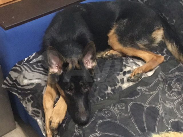 Собака немецкая овчарка 8 месяц