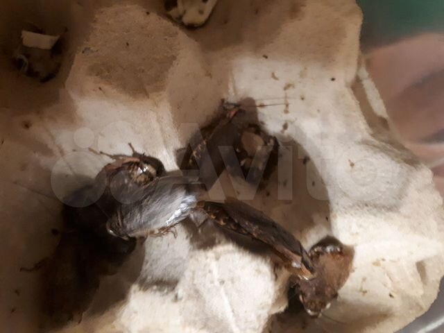 Тараканы мраморные