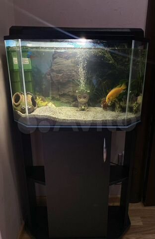 Аквариум с рыбой