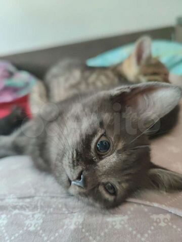 Котенок девочка